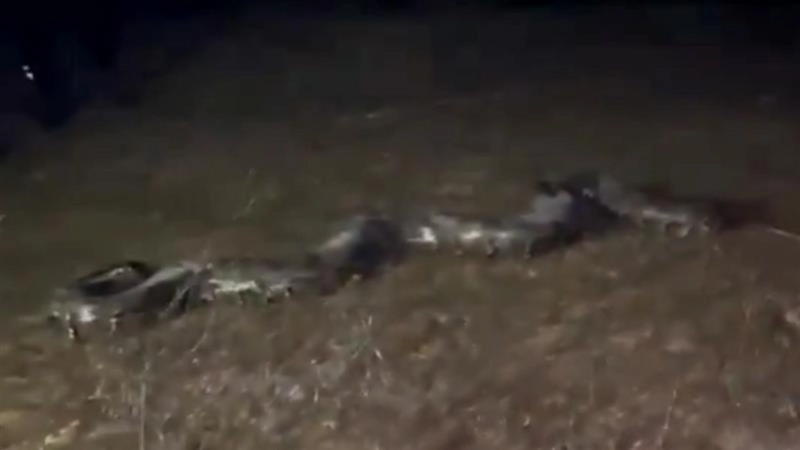 100 kg Python: শিলচরে লোকালয়ে ঢুকে পড়ল দৈত্যাকার অজগর, ১০০ কেজির সাপে ...