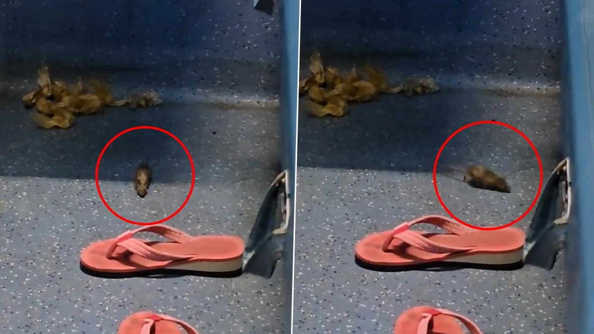 Rat Menace in Train Video: এক্সপ্রেস ট্রেনের সেকেন্ড এসি কামরায় দৌঁড়ে ...