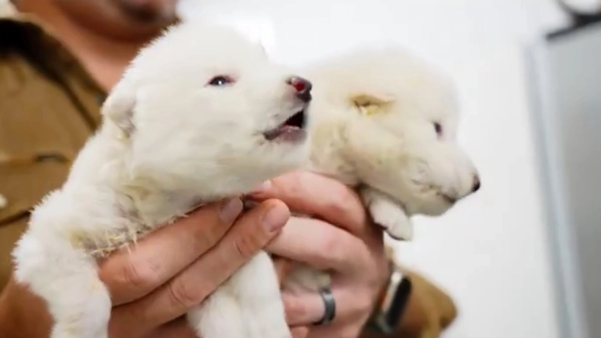 Dire Wolf Video: শোনা যাবে আবার হিংস্র নেকড়ের চিৎকার, বিলুপ্ত ডায়ার ...