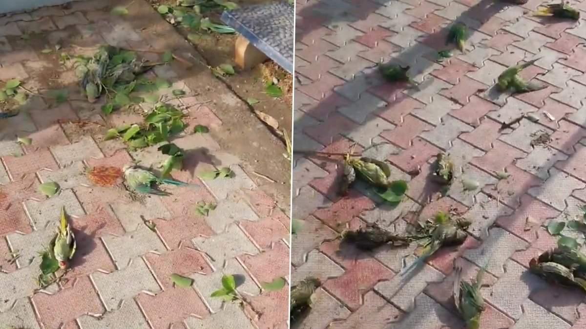 Over 100 Parrots Dies In Uttar Pradesh: ভয়াবহ ঝড়, প্রবল ঝাকুনিতে মরে ...
