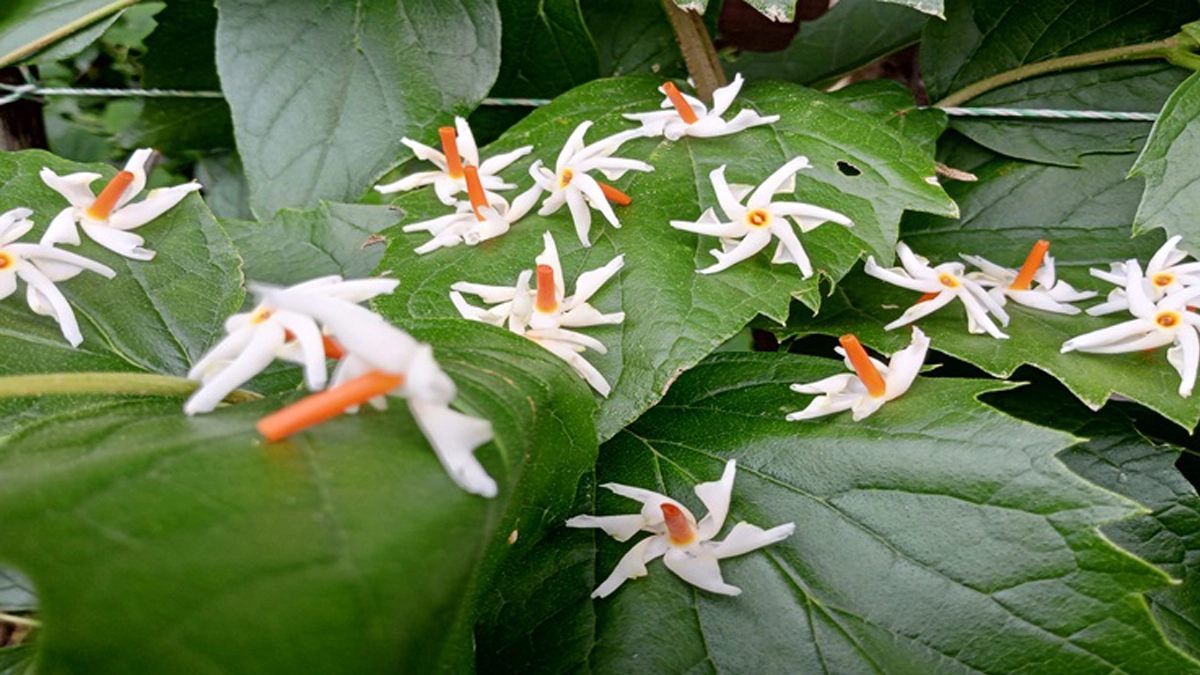 Shiuli Health Benefit: শিউলি মানেই পুজোর গন্ধ। তবে শিউলি শরীরের জন্য ...