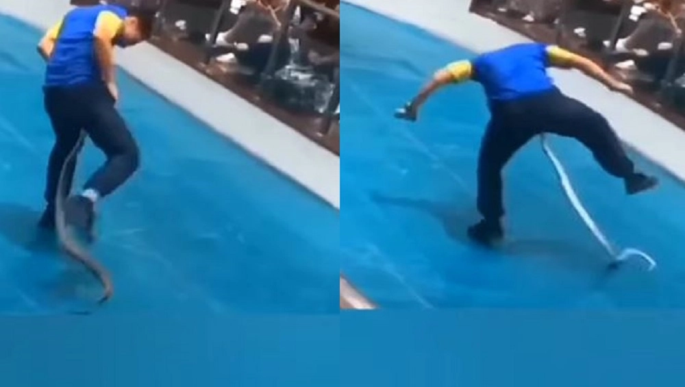 Man Gets Bitten By Snake: খেলা দেখানোর সময় সাপ কামড়ে ধরল সাপুড়ের ...