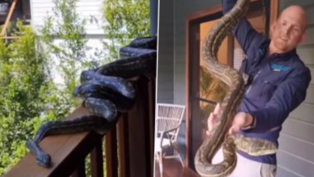 Viral: গৃহস্থের বাড়ির বারান্দায় ঘুরছে চারটে বিরাট অজগর! ভাইরাল ভিডিও ...