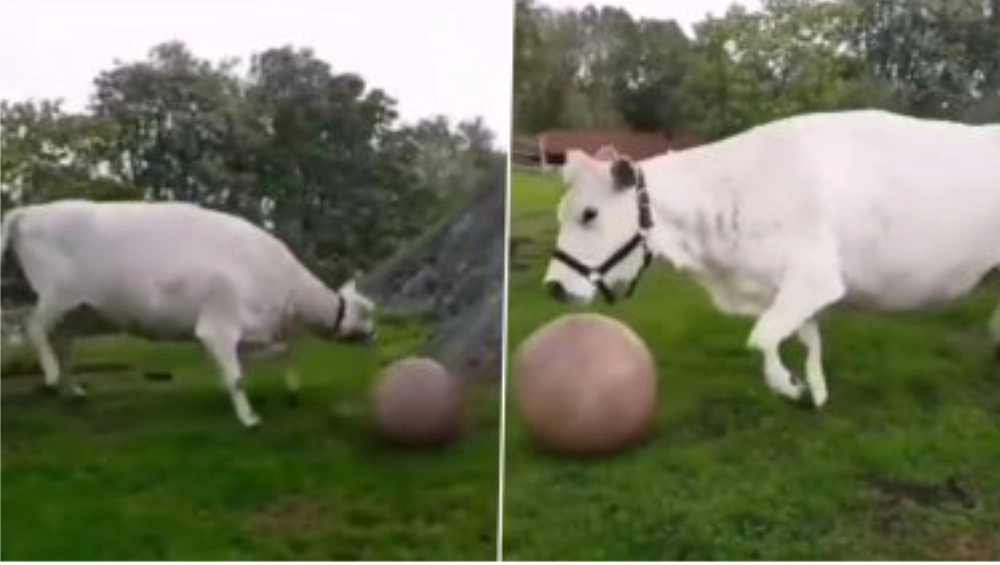 Viral Video: সবুজ ঘাসে মানুষের সঙ্গে ফুটবল খেলছে গরু! ভাইরাল ভিডিও | 👍 ...
