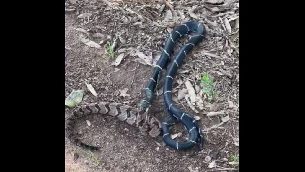 Viral Video: দুই সাপের লড়াই, ভিডিয়ো প্রকাশ্যে আসতেই ভাইরাল | 👍 ...