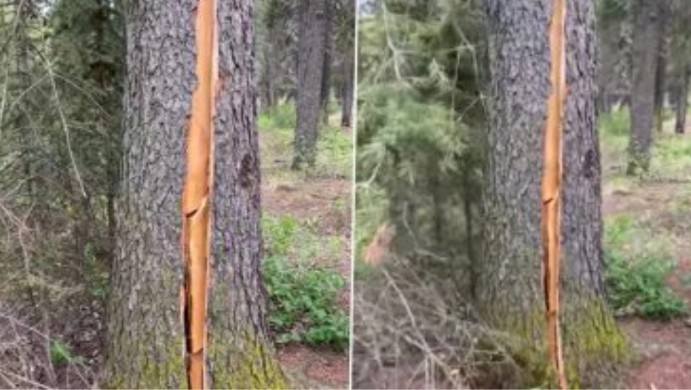 Viral Video Of 'Breathing Tree': সর্বসমক্ষে শ্বাস-প্রশ্বাস নিচ্ছে গাছ ...