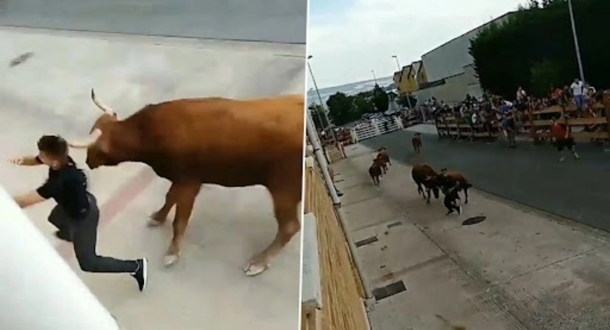 Viral video: ষাঁড়দৌড়ের মাঝে বিপত্তি, ষাঁড়ের গুতো খেয়েও প্রাণরক্ষা ...