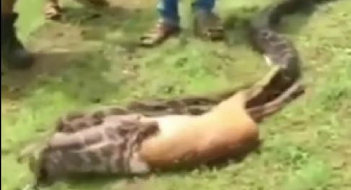 Viral Video: গোটা হরিণ গিলে ফেলল পাইথন, দেখুন ভিডিয়ো | 👍 LatestLY বাংলা