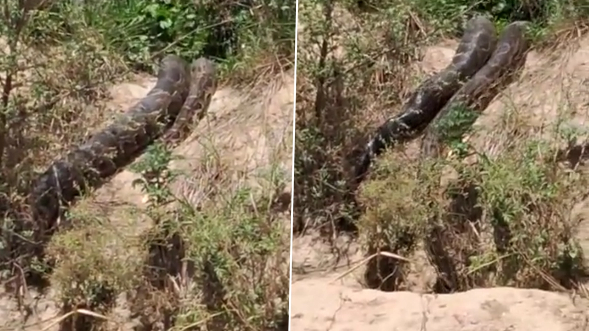 Giant Python In Hapur: উত্তরপ্রদেশের জঙ্গল থেকে বেরিয়ে আসছে বিশালাকায় ...