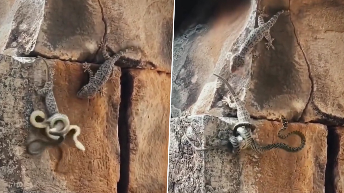 Lizard-Snake Fight Video: বন্ধুকে বাঁচাতে সাপের সঙ্গে মরিয়া লড়াই ...