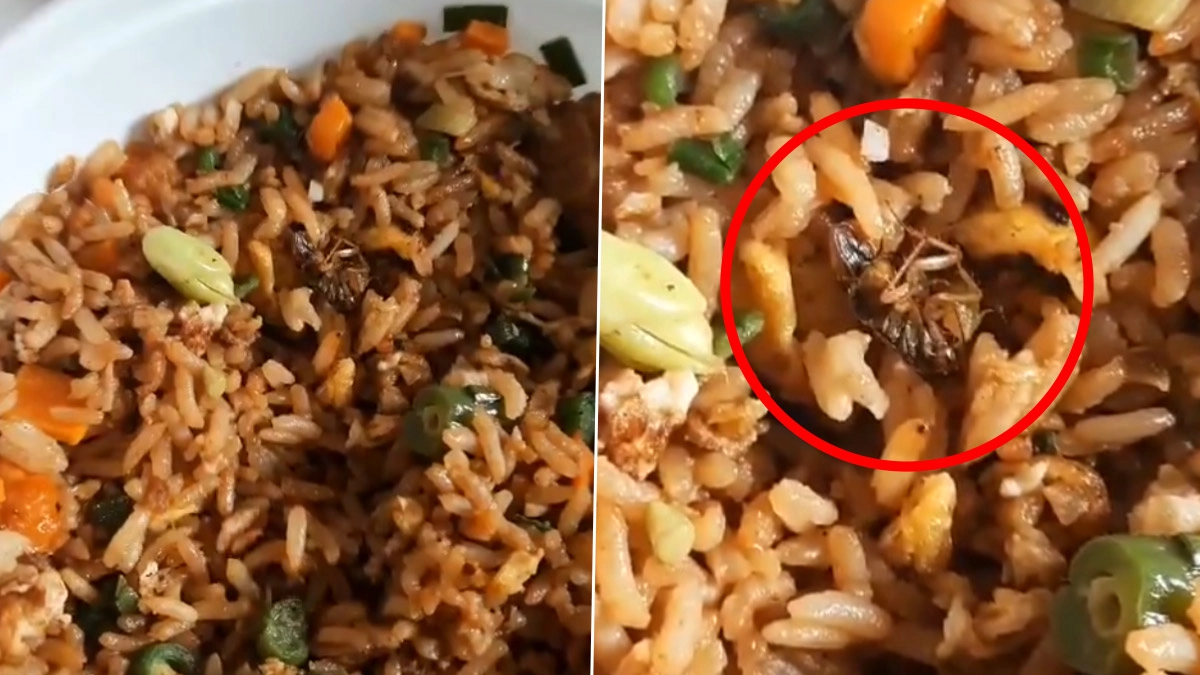 Cockroach in Chicken Fried Rice: অনলাইনে অর্ডার করা ফ্রায়েড রাইসে মড়া ...