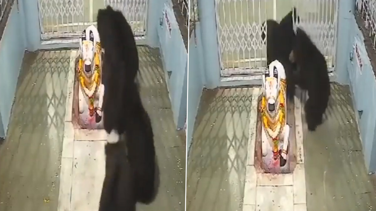 Bear Family Visits Temple: রাতের অন্ধকারে শিবমন্দির দর্শনে সপরিবারে ...