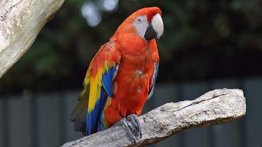 ‘Parrot Fever’ In Europe: 'প্যারট ফিভার' প্রাণ নিল ৫ জনের, ইউরোপের ...