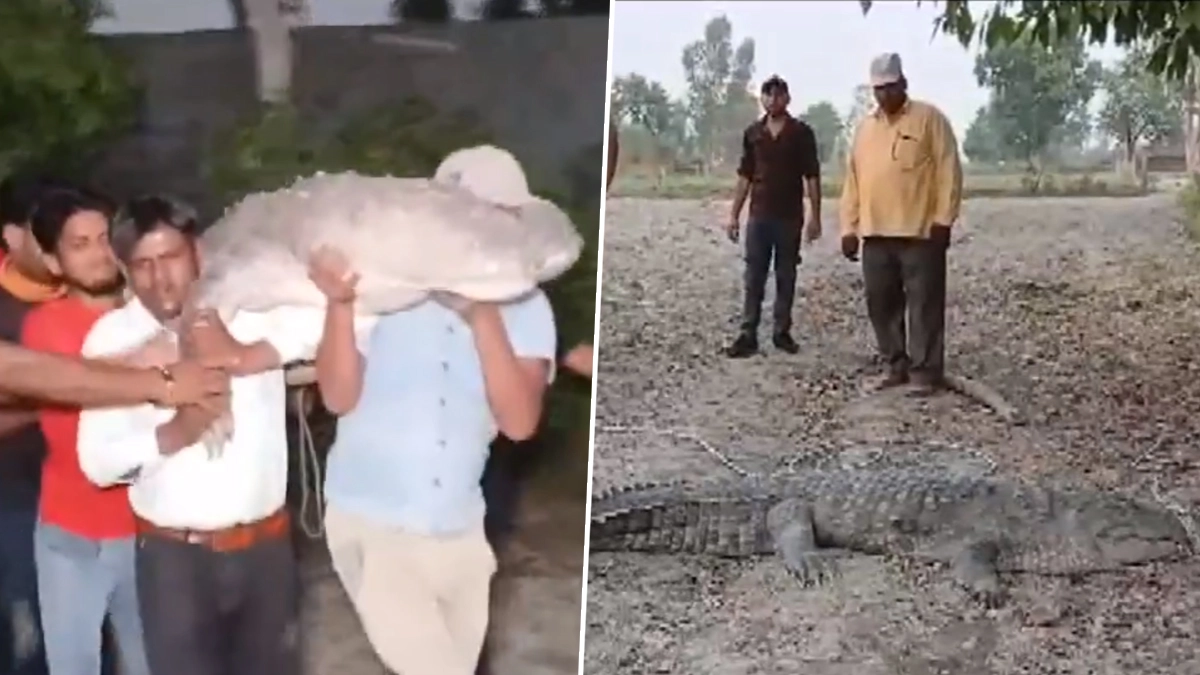 Uttar Pradesh: গঙ্গার ঘাট থেকে উঠে আসা বিশালাকার কুমির উদ্ধার বন ...